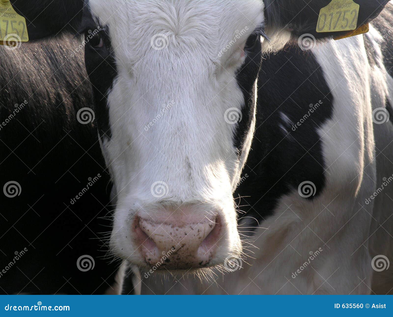 Primo piano della mucca fotografia stock. Immagine di sguardi - 635560