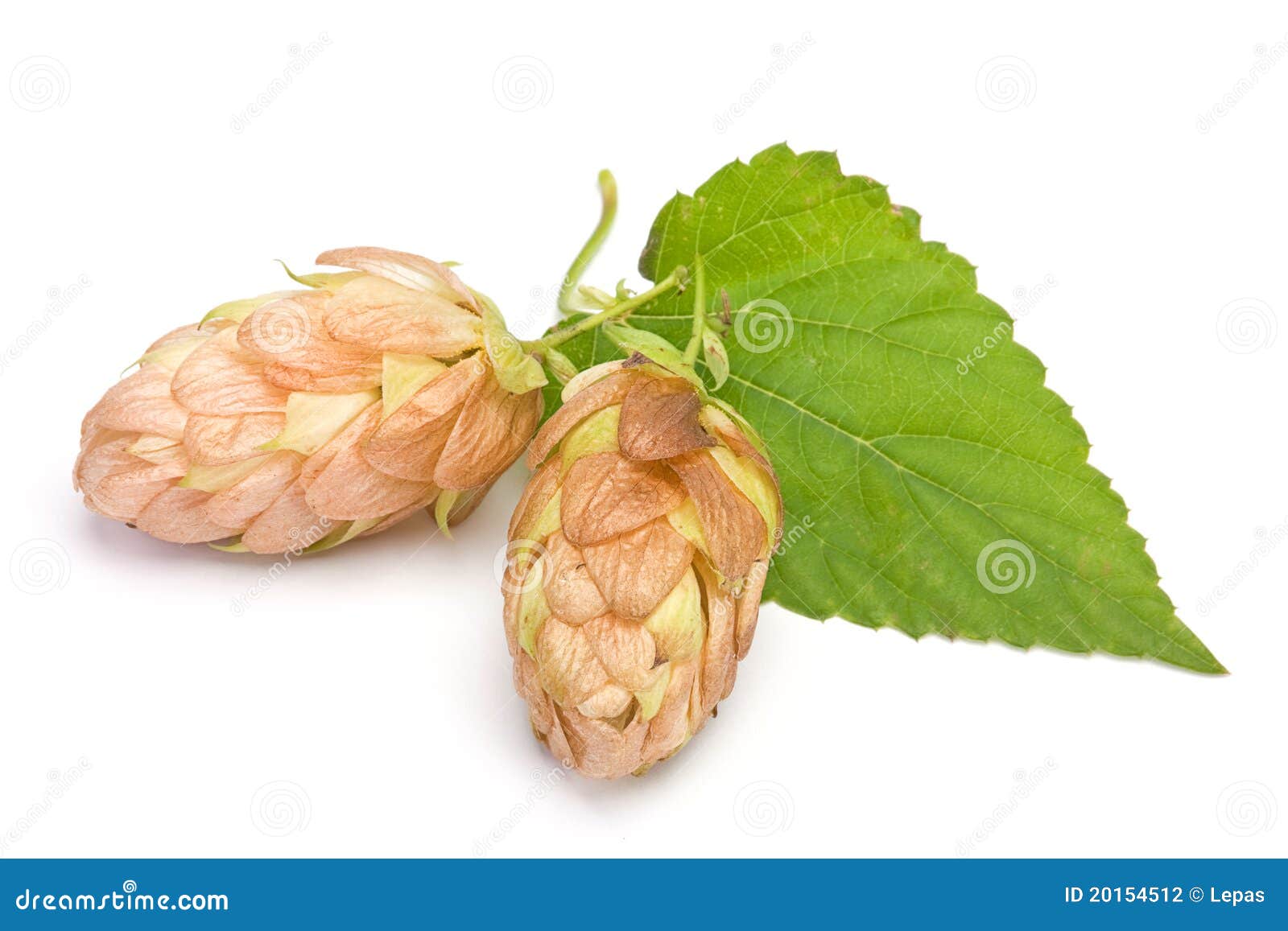 Primo Piano Della Pianta Del Luppolo Fotografia Stock - Immagine di ...