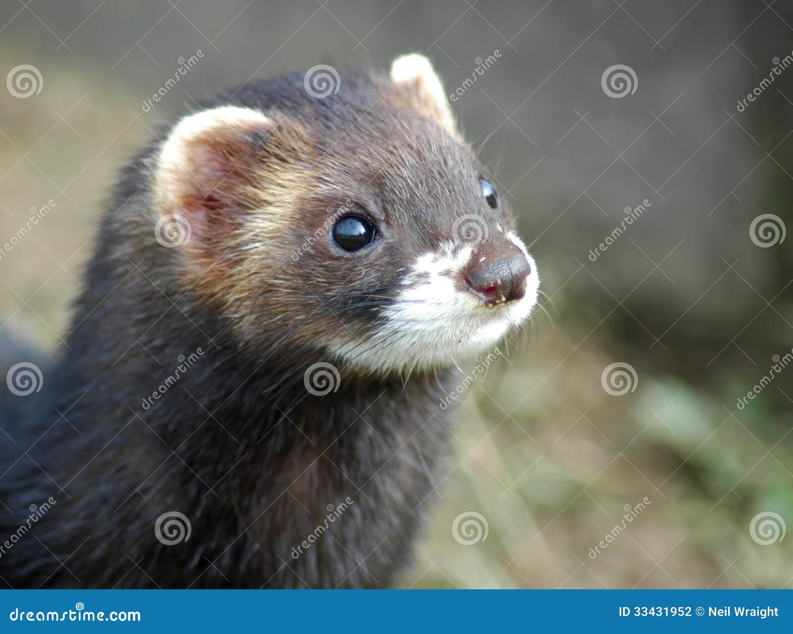 Primo piano della puzzola fotografia stock. Immagine di occhi - 33431952