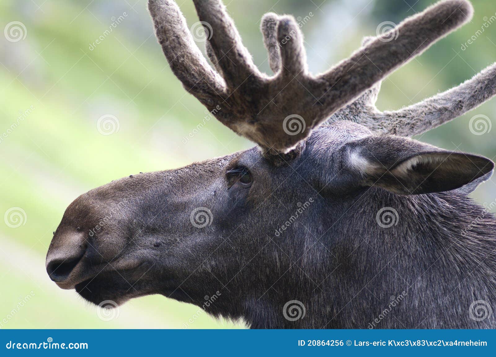 Primo Piano Della Testa Delle Alci Fotografia Stock - Immagine di ...