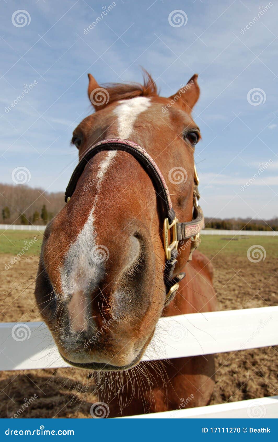 Primo Piano Della Testa Di Cavallo Fotografia Stock - Immagine di nose ...