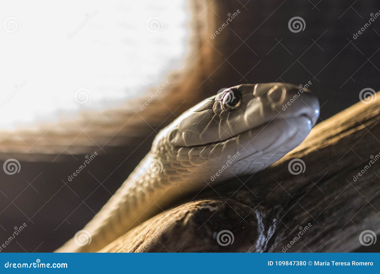 Primo Piano Della Testa Di Una Mamba Nero Fotografia Stock - Immagine ...