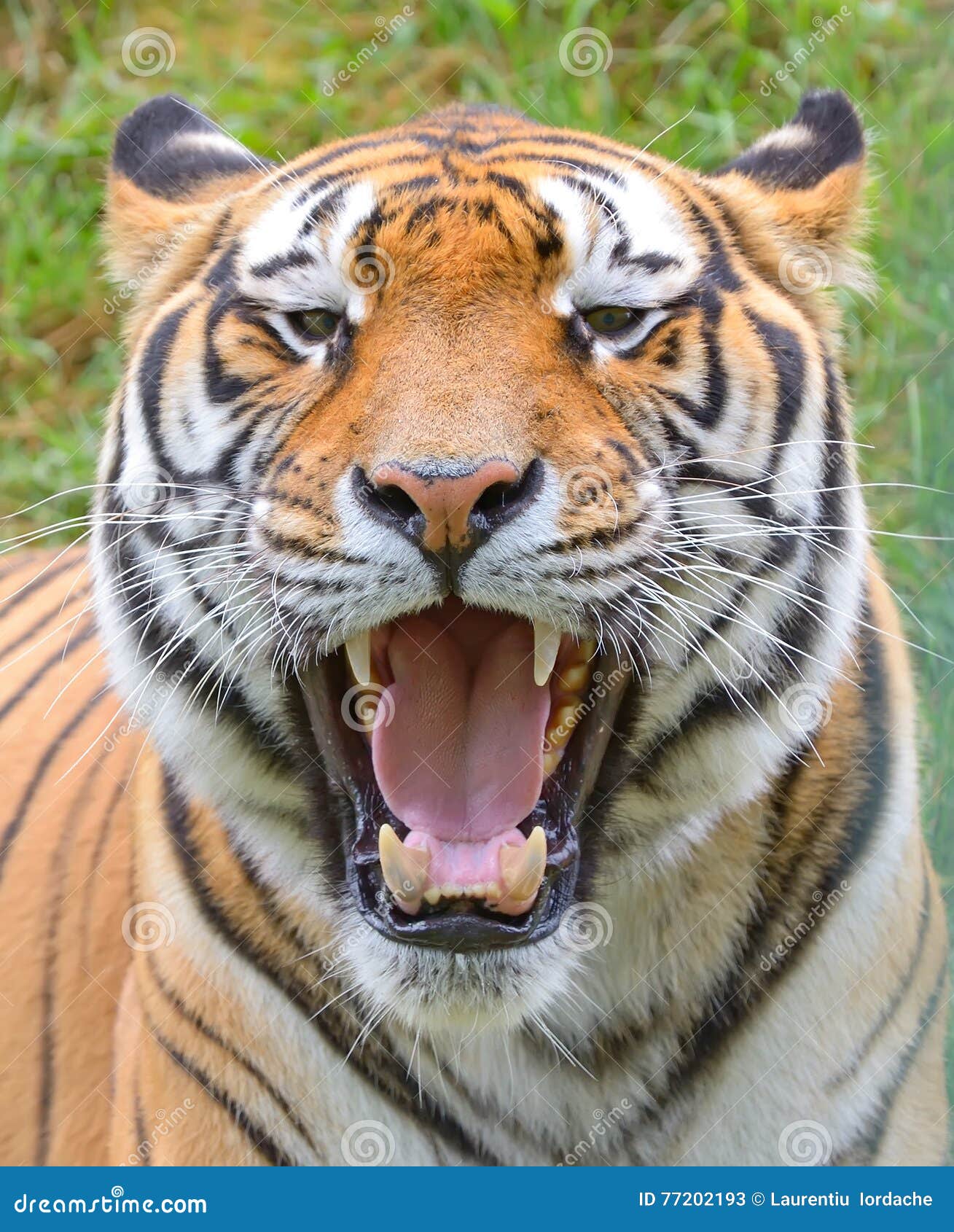 Primo Piano Della Tigre Del Fronte Immagine Stock - Immagine di allarme ...