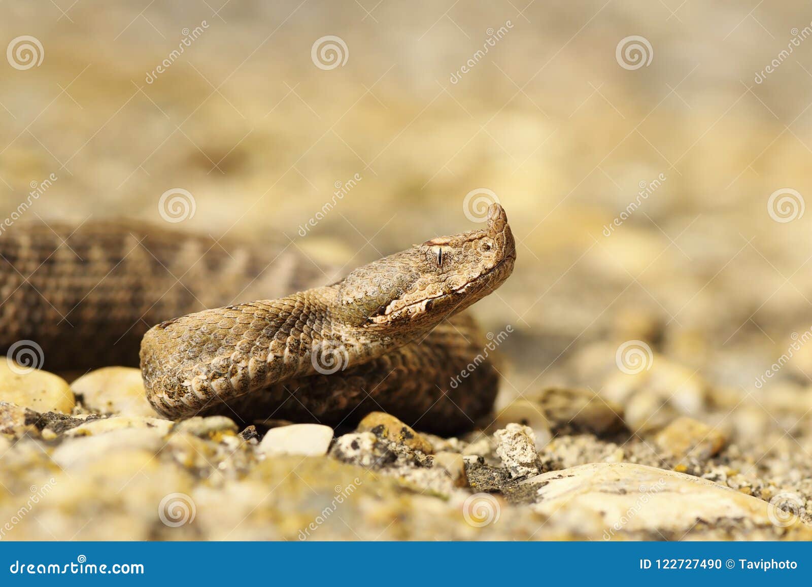 Primo Piano Della Vipera Di Sabbia Giovanile Fotografia Stock ...