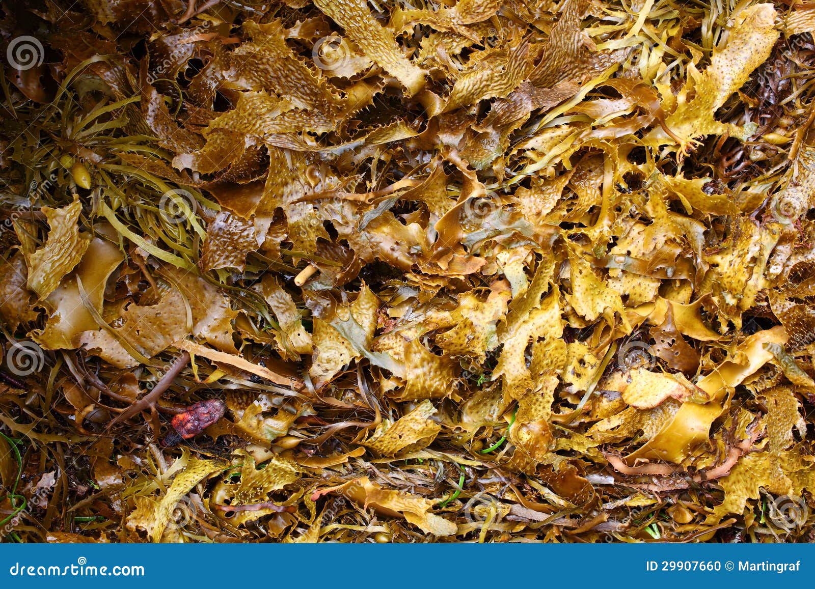 Fondo delle alghe brune fotografia stock. Immagine di flora - 29907660