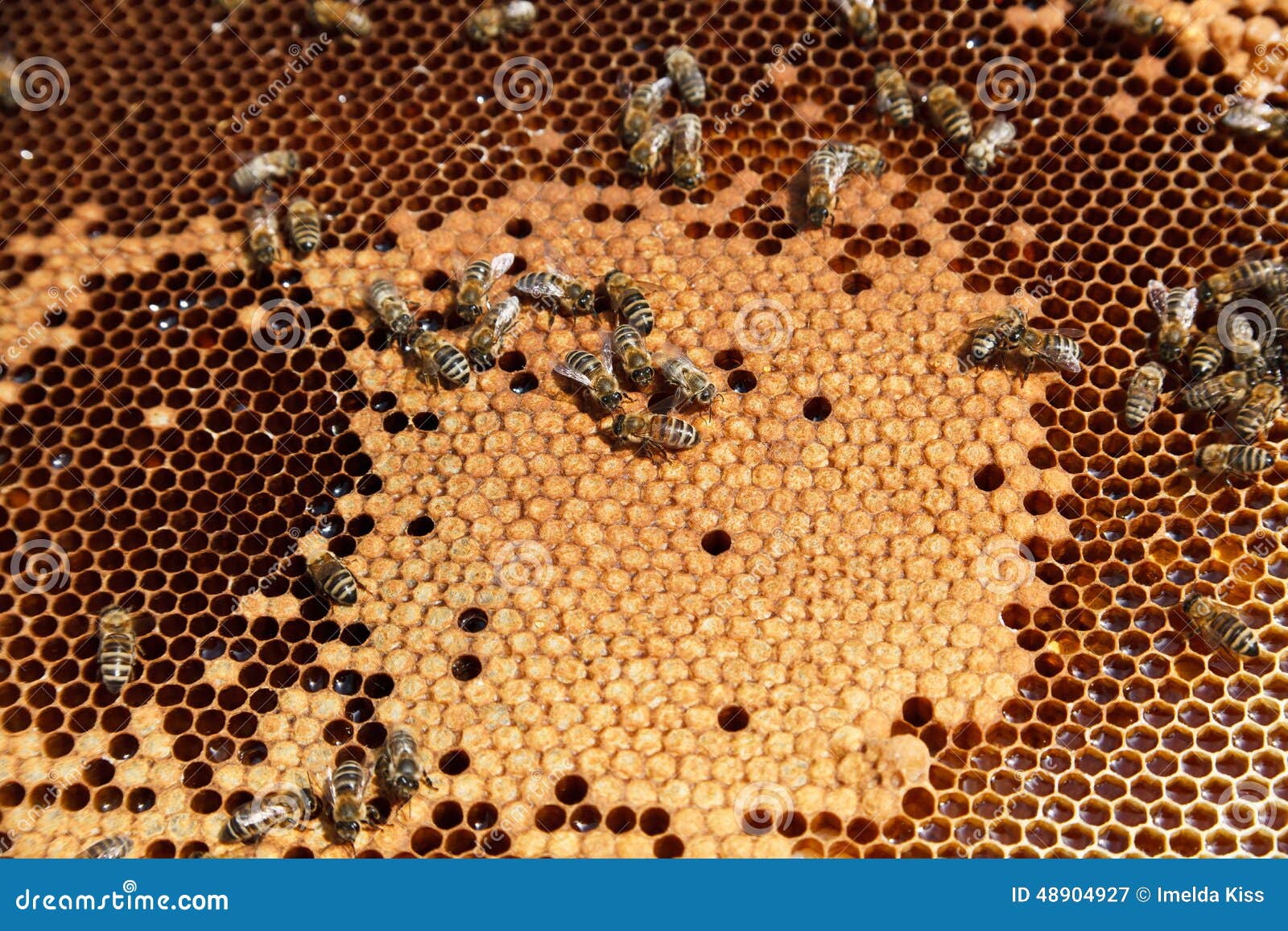 Primo Piano Delle Api Nell'alveare Immagine Stock - Immagine di esterno ...