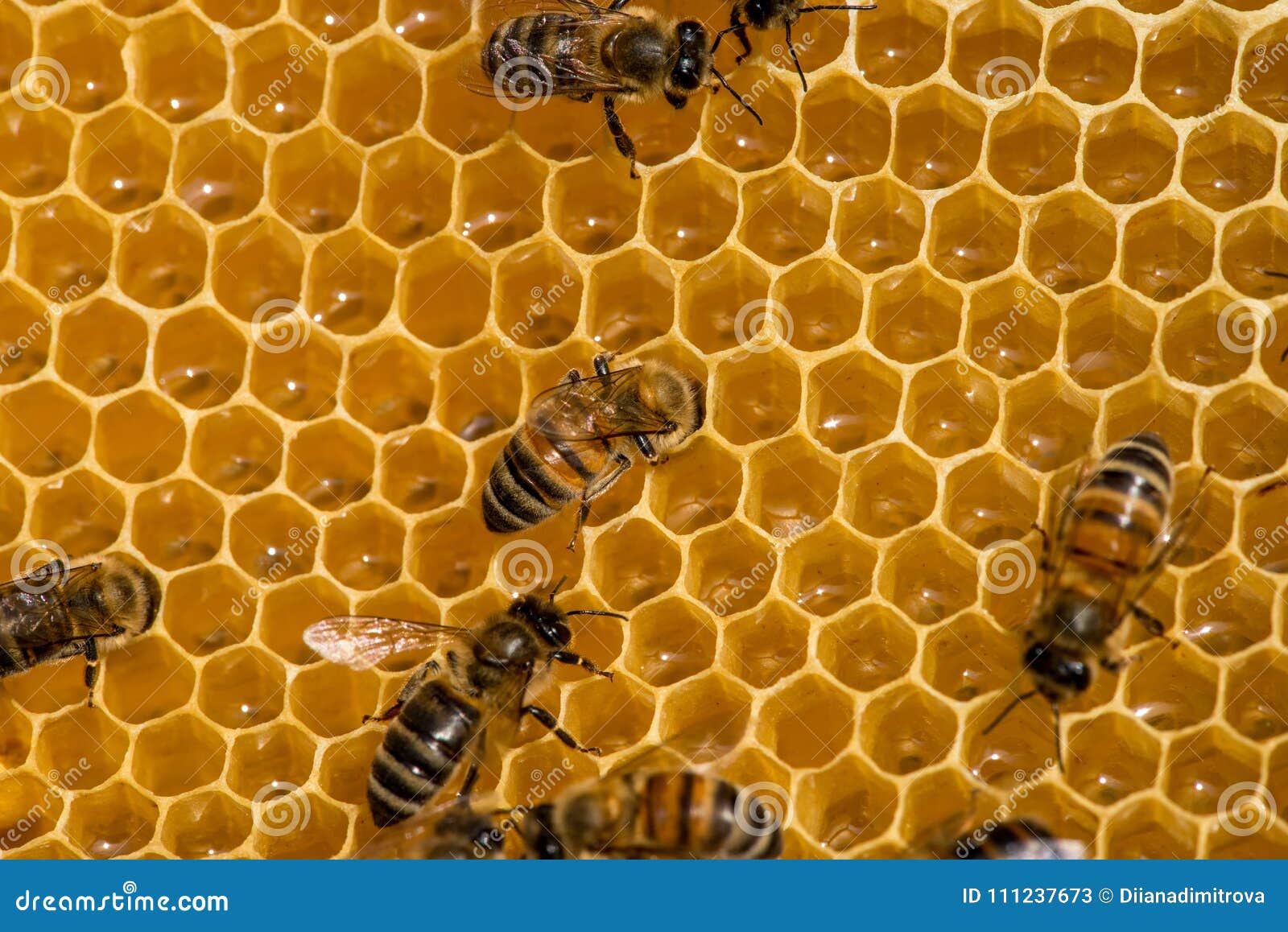 Primo Piano Delle Api Sul Favo in Arnia Immagine Stock - Immagine di ...