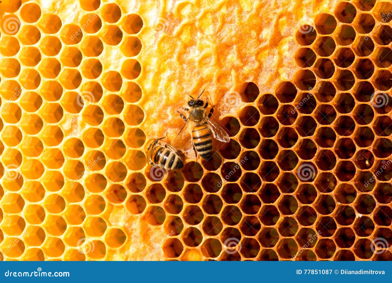 Primo Piano Delle Api Sul Favo in Arnia Immagine Stock - Immagine di ...