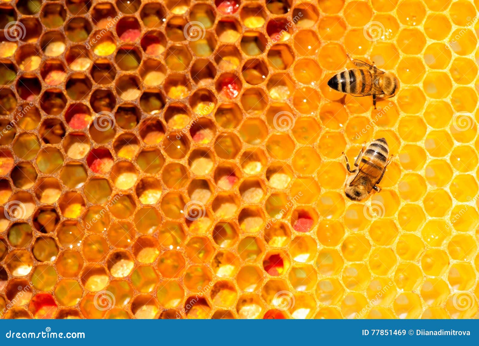 Primo Piano Delle Api Sul Favo in Arnia Immagine Stock - Immagine di ...