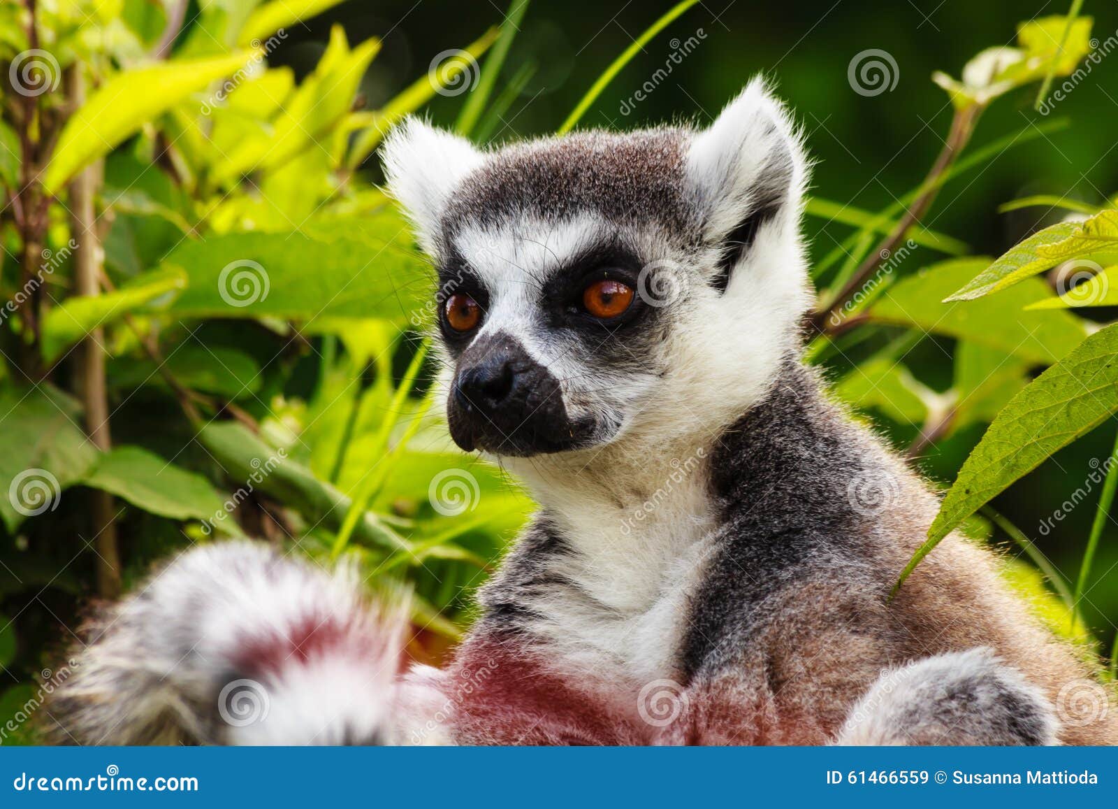 Primo Piano Delle Lemure Del Madagascar Immagine Stock - Immagine di ...