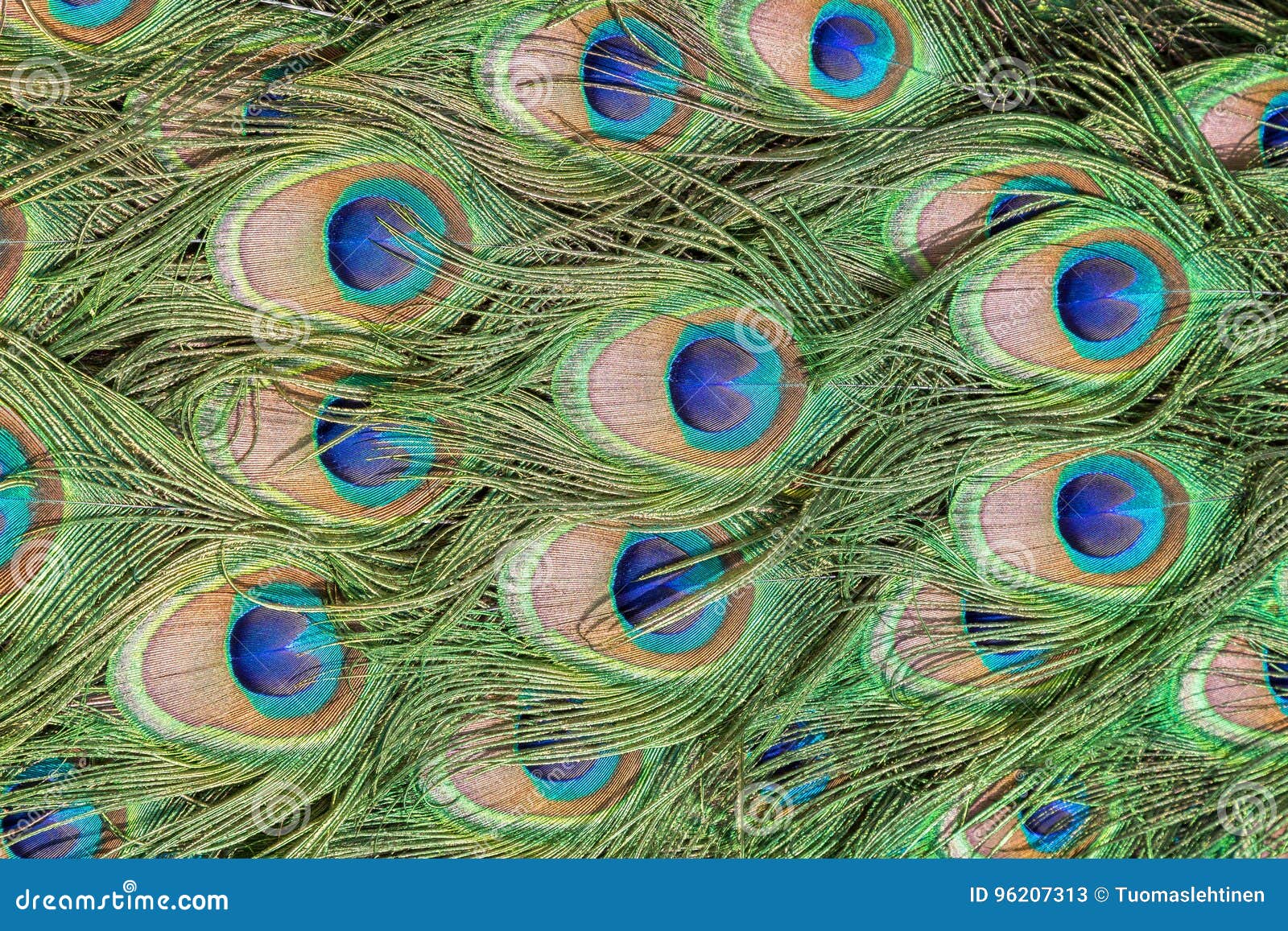 Primo Piano Delle Piume Del Pavone Immagine Stock - Immagine di colore ...