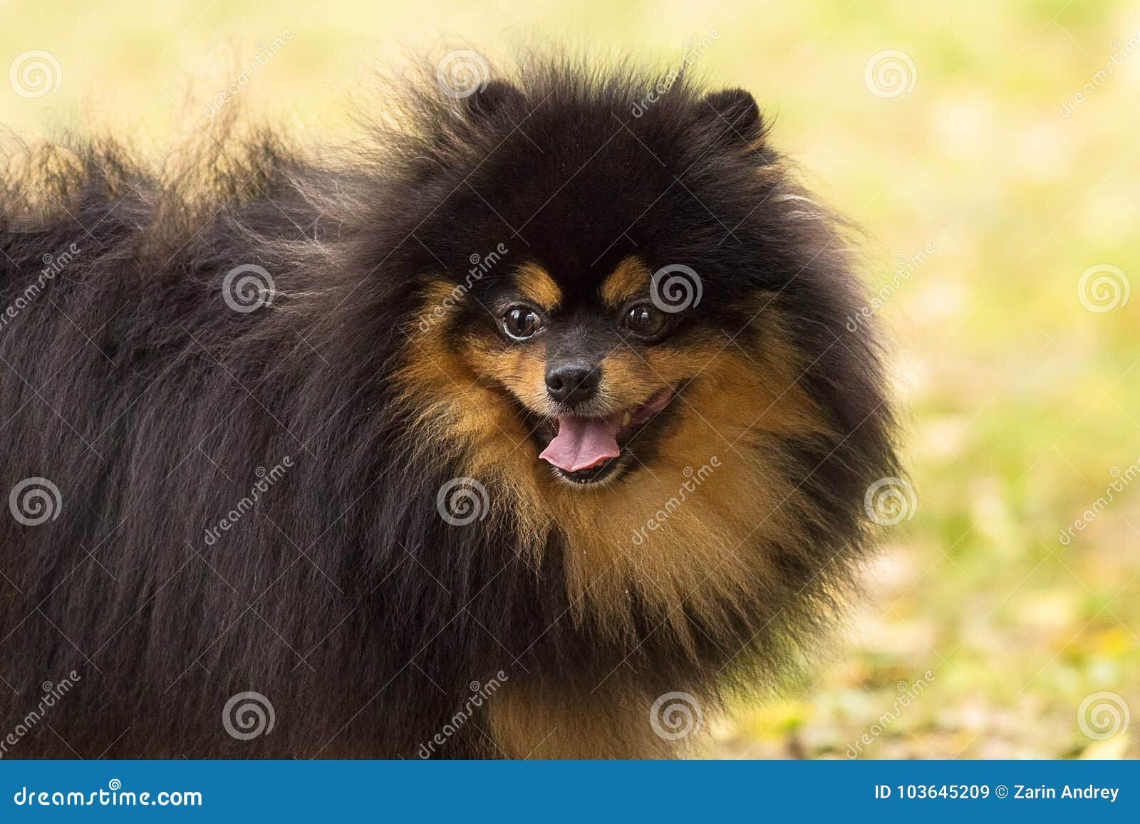 Primo Piano Dello Spitz Del Cane Immagine Stock - Immagine di giocoso ...