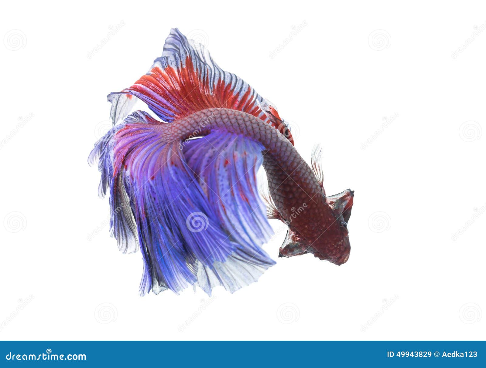 Primo Piano Di Betta Fish Dragon Fish Variopinto Immagine Stock ...