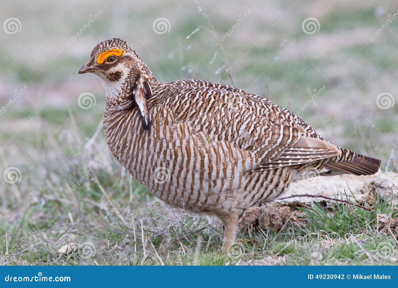 Primo Piano Di Poco Pollo Di Prateria Fotografia Stock - Immagine di ...