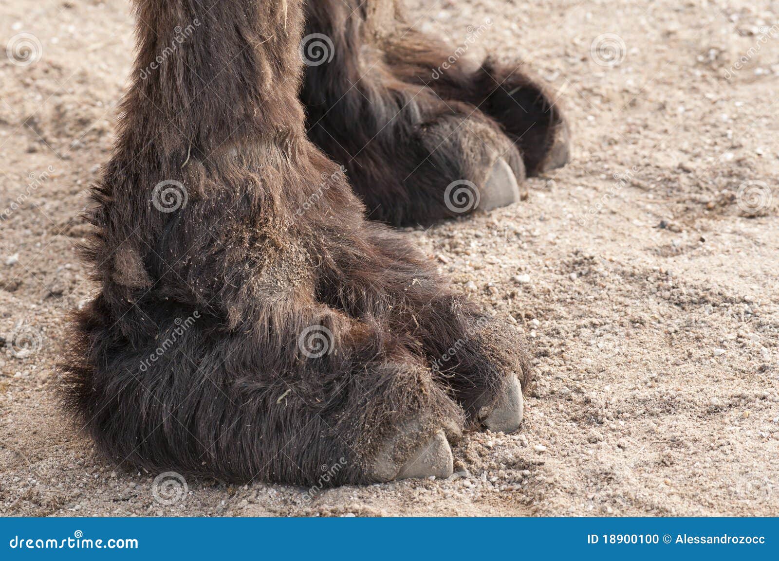 Primo piano di un cammello fotografia stock. Immagine di selvaggio ...
