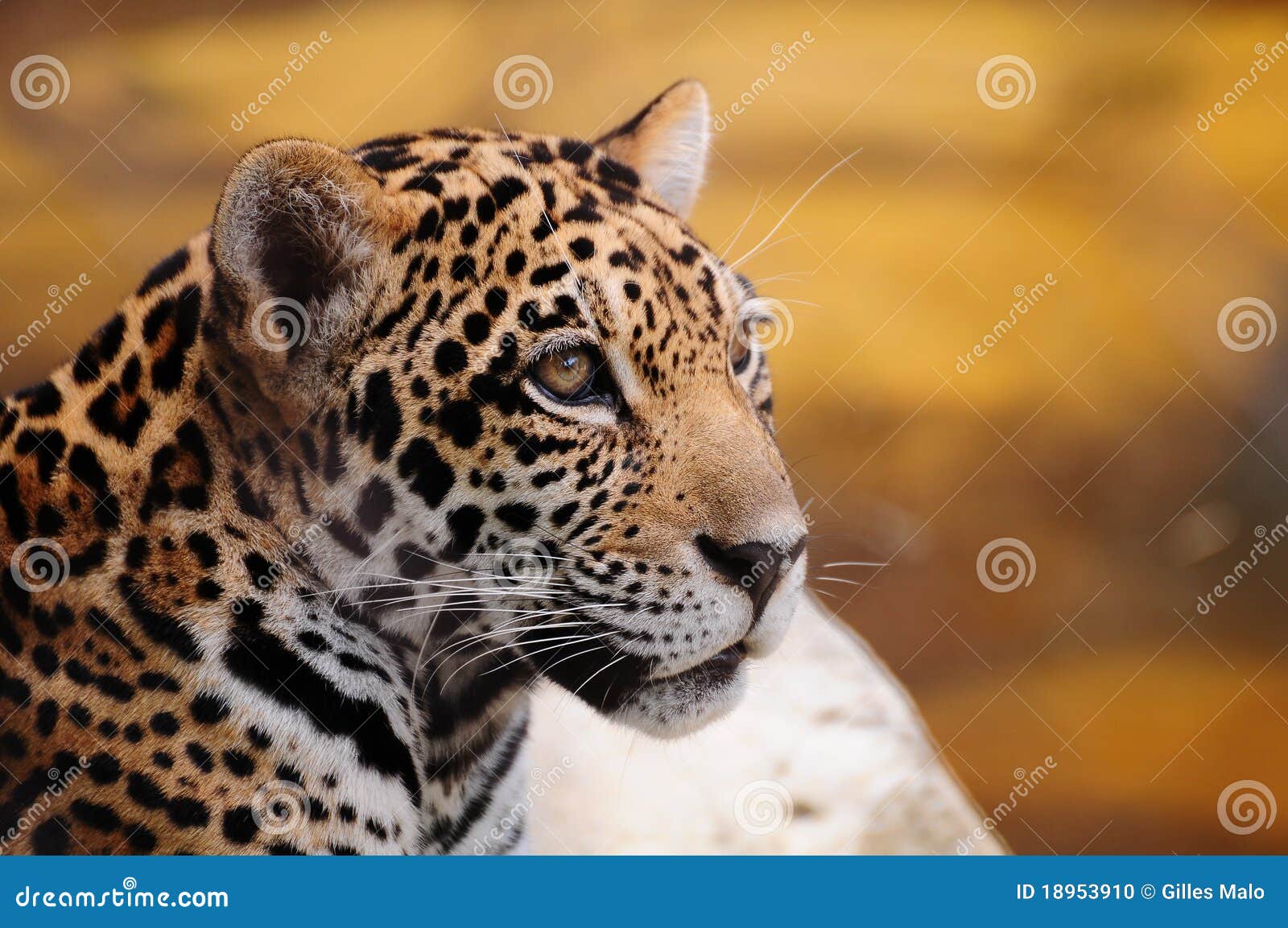Primo piano di un giaguaro fotografia stock. Immagine di habitat - 18953910
