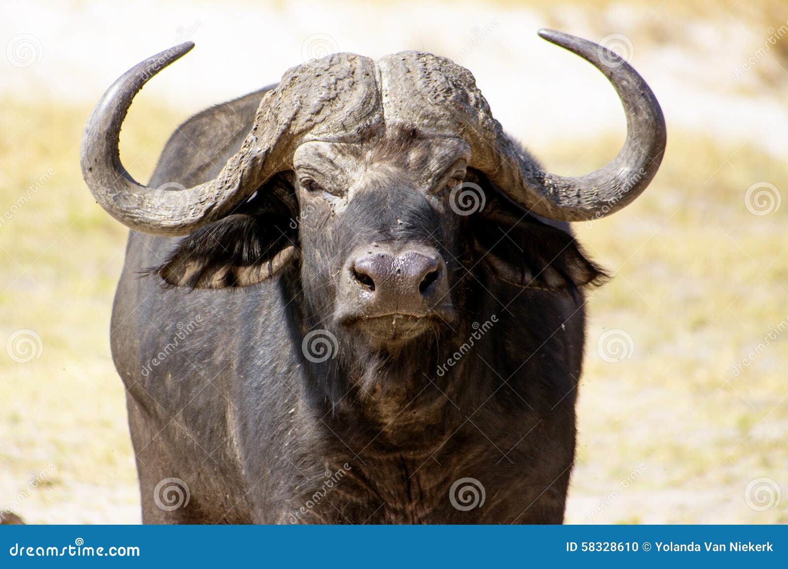 Primo Piano Di Un Toro Della Buffalo Fotografia Stock - Immagine di ...