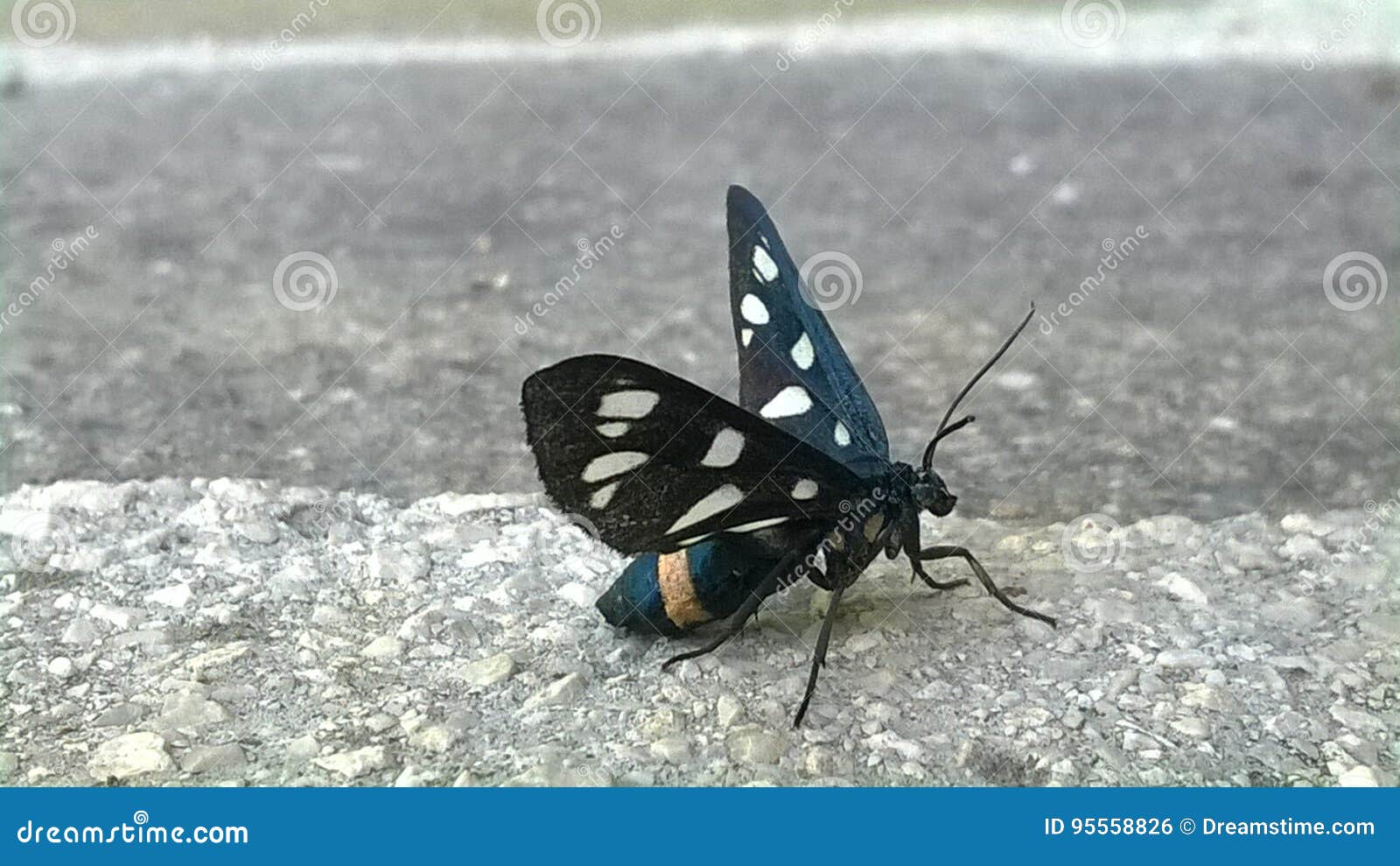 Farfalla Bianca Foto Stock - Download 11,197 Royalty Free Photos