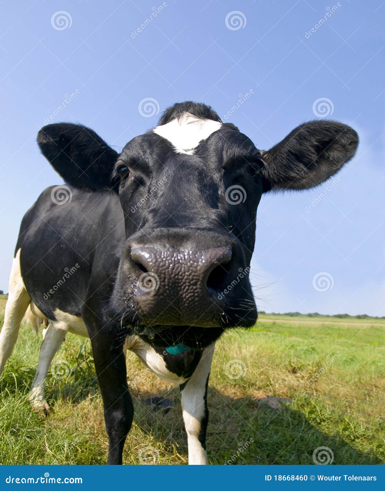 Primo Piano Di Una Mucca in Bianco E Nero Fotografia Stock - Immagine ...