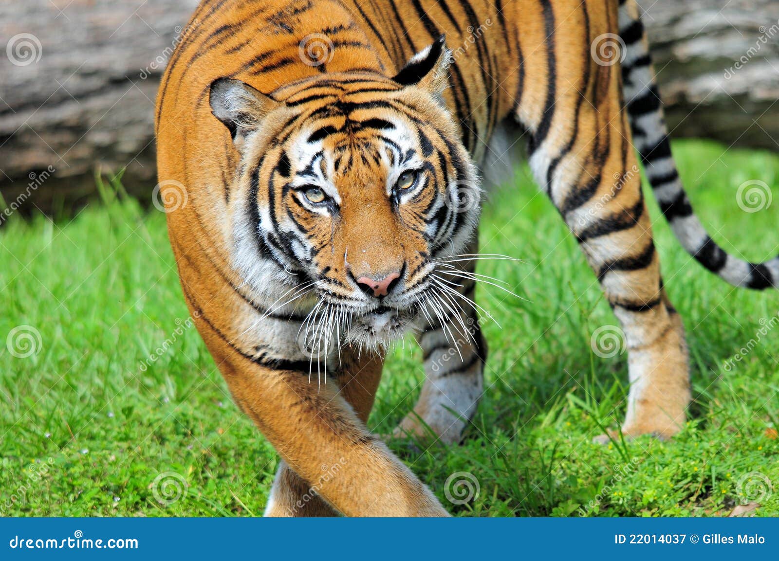 Primo Piano Di Una Tigre Di Bengala Immagine Stock - Immagine di ...