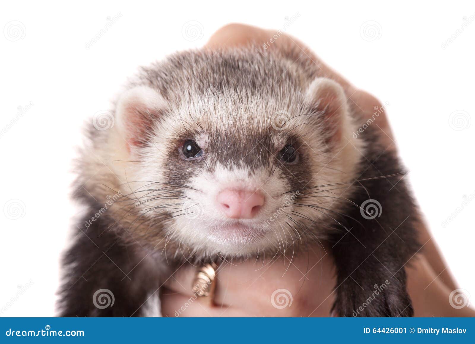 Primo Piano Domestico Della Puzzola Immagine Stock - Immagine di sfondo ...