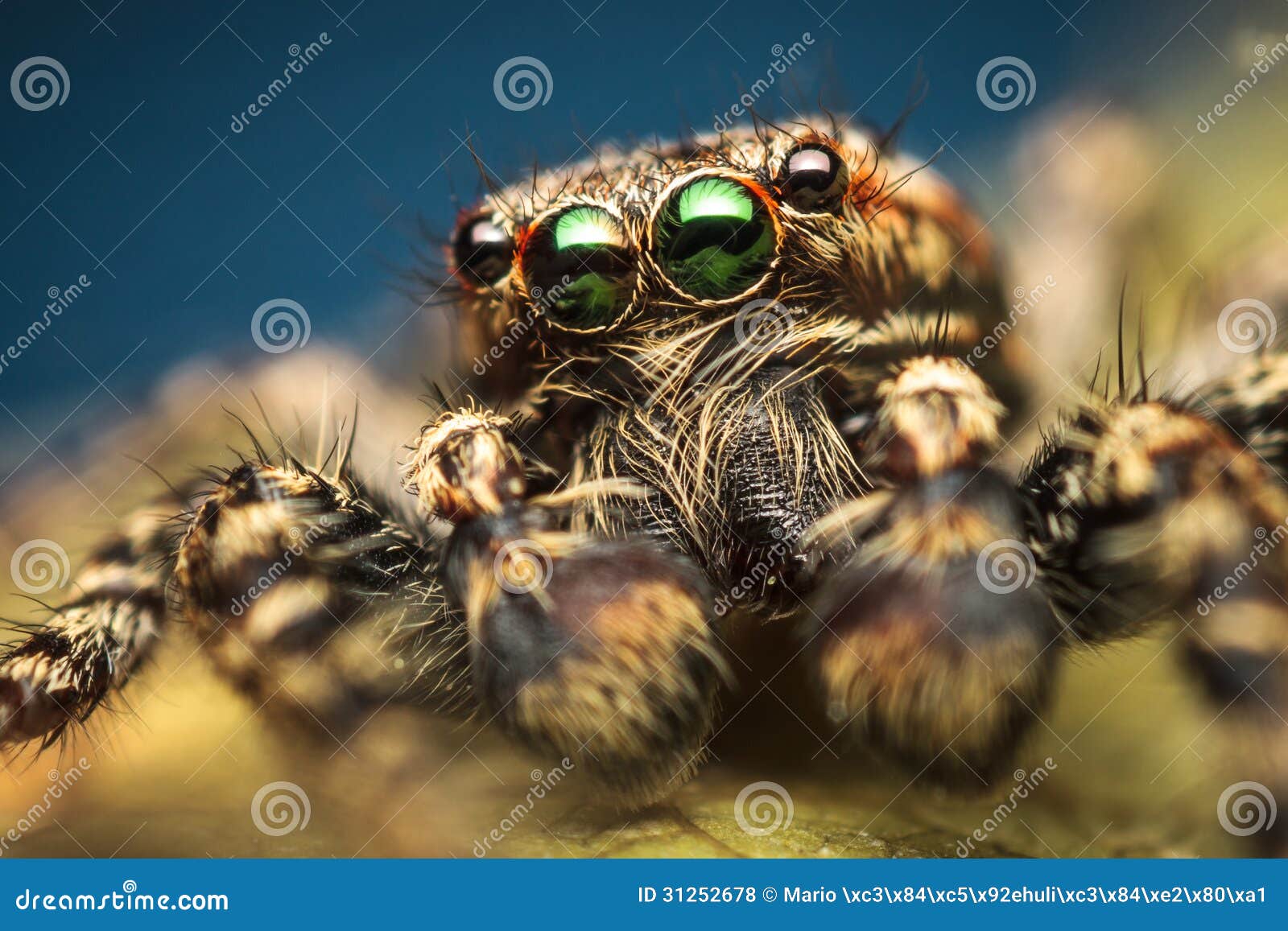 Primo Piano Estremo Del Ragno Macro Fotografia Stock - Immagine di ...