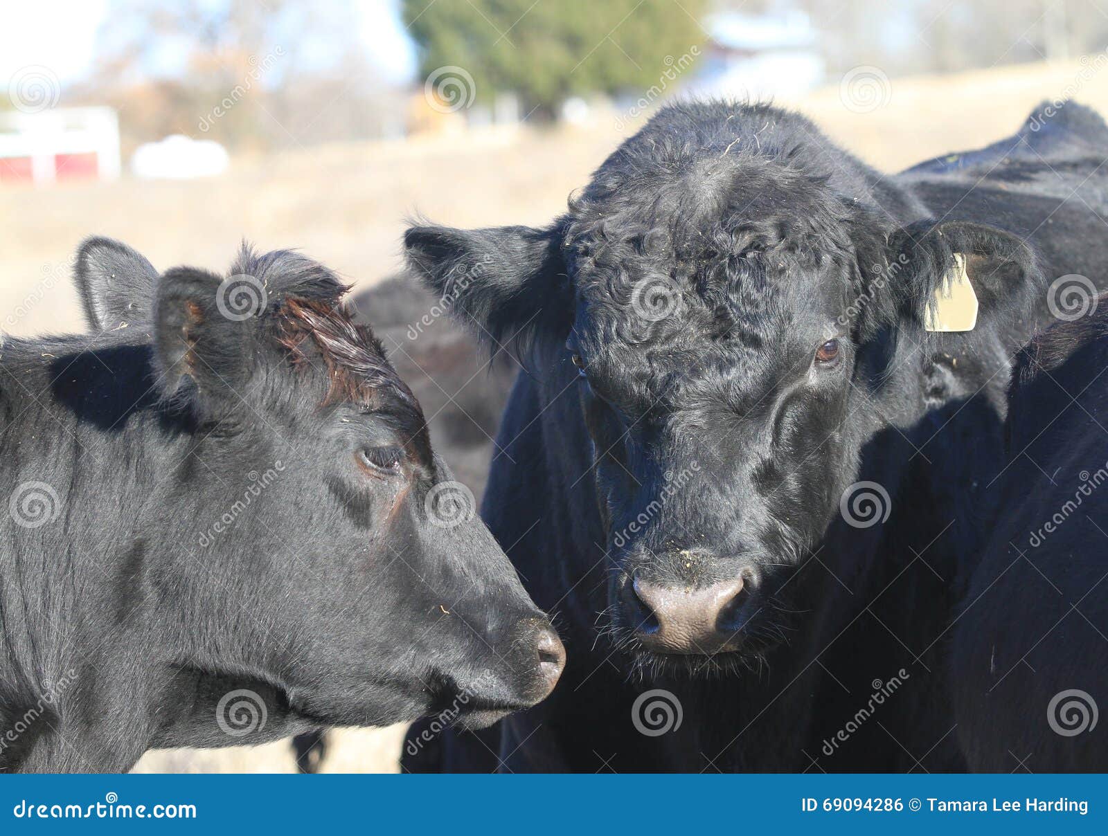 Primo Piano Nero Dei Fronti Della Mucca E Di Angus Bull Fotografia ...