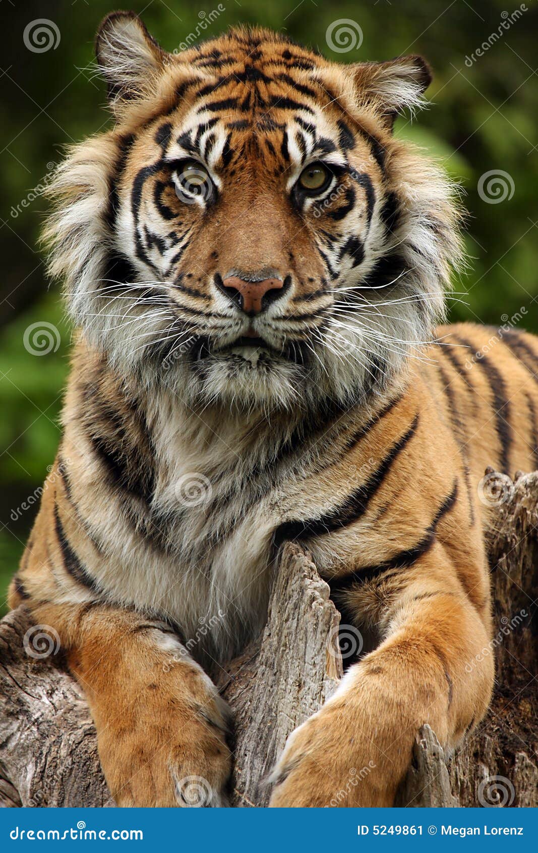 Primo Piano Stunning Della Tigre Immagine Stock - Immagine di ringhio ...