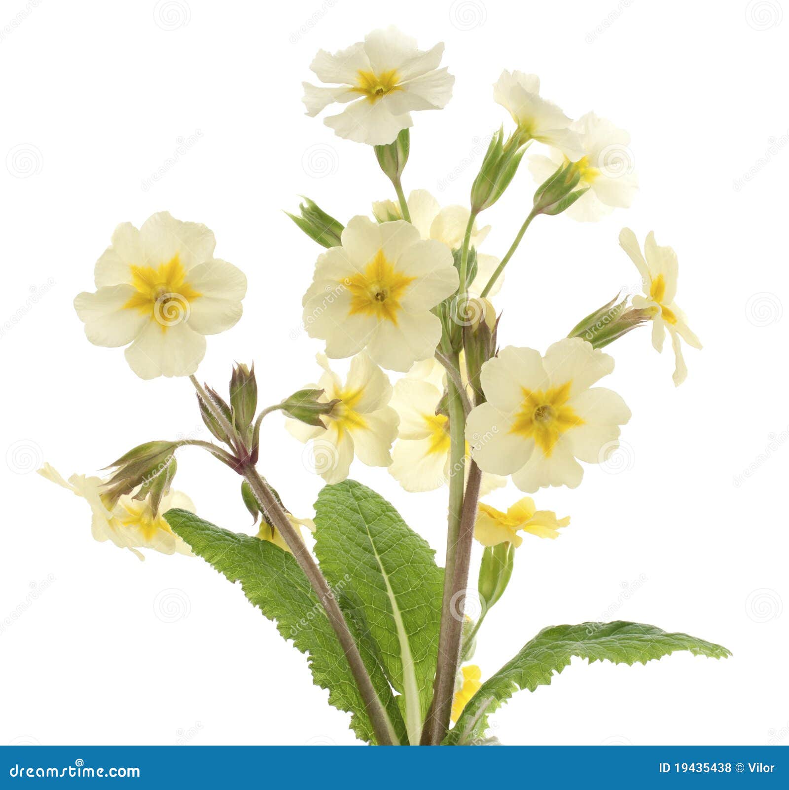 Primrose stock photo. Image of bunch, shot, square, plant - 19435438
