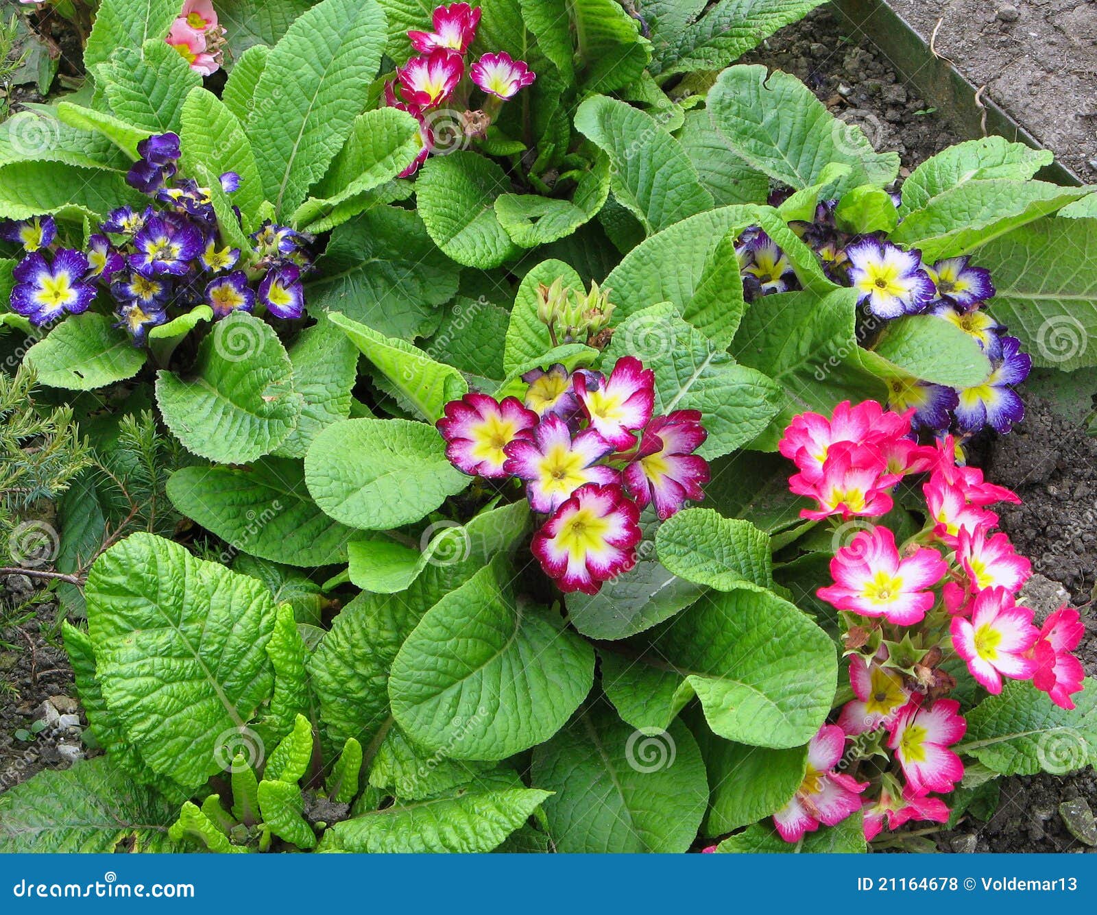 Primrose stock photo. Image of flowers, blue, leaves - 21164678
