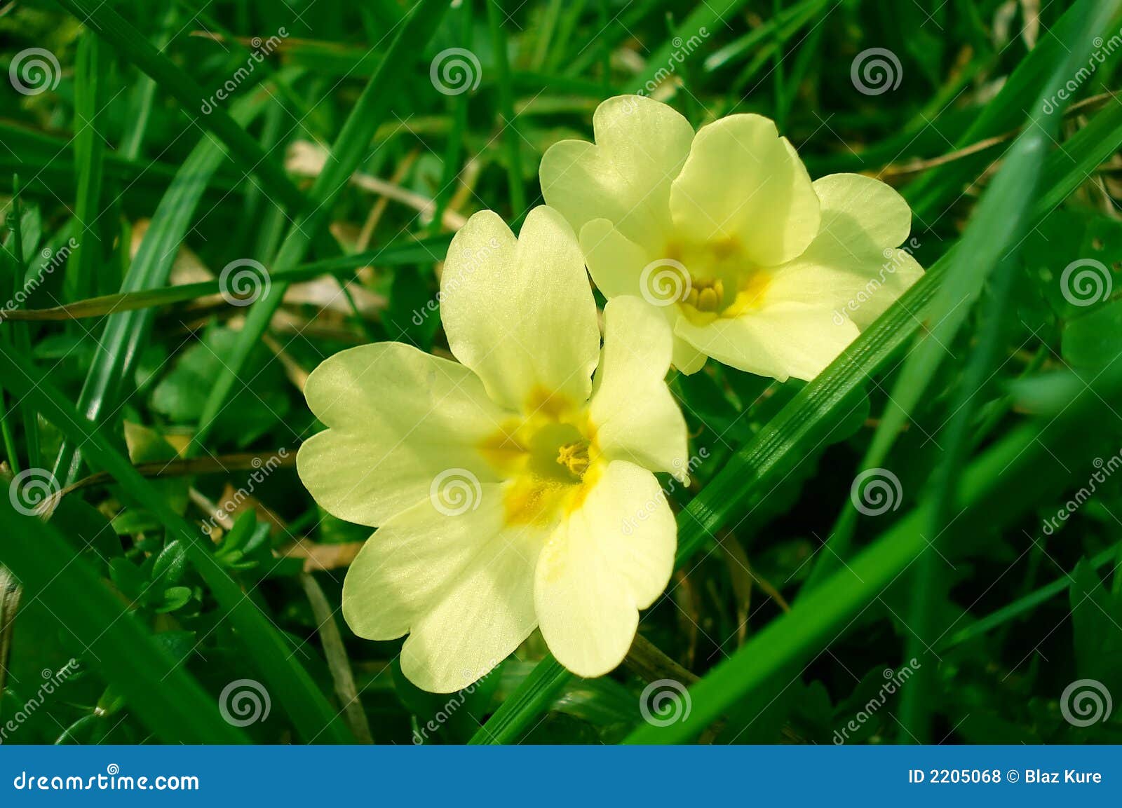 Primrose stock photo. Image of closeup, grass, folk, primrose - 2205068