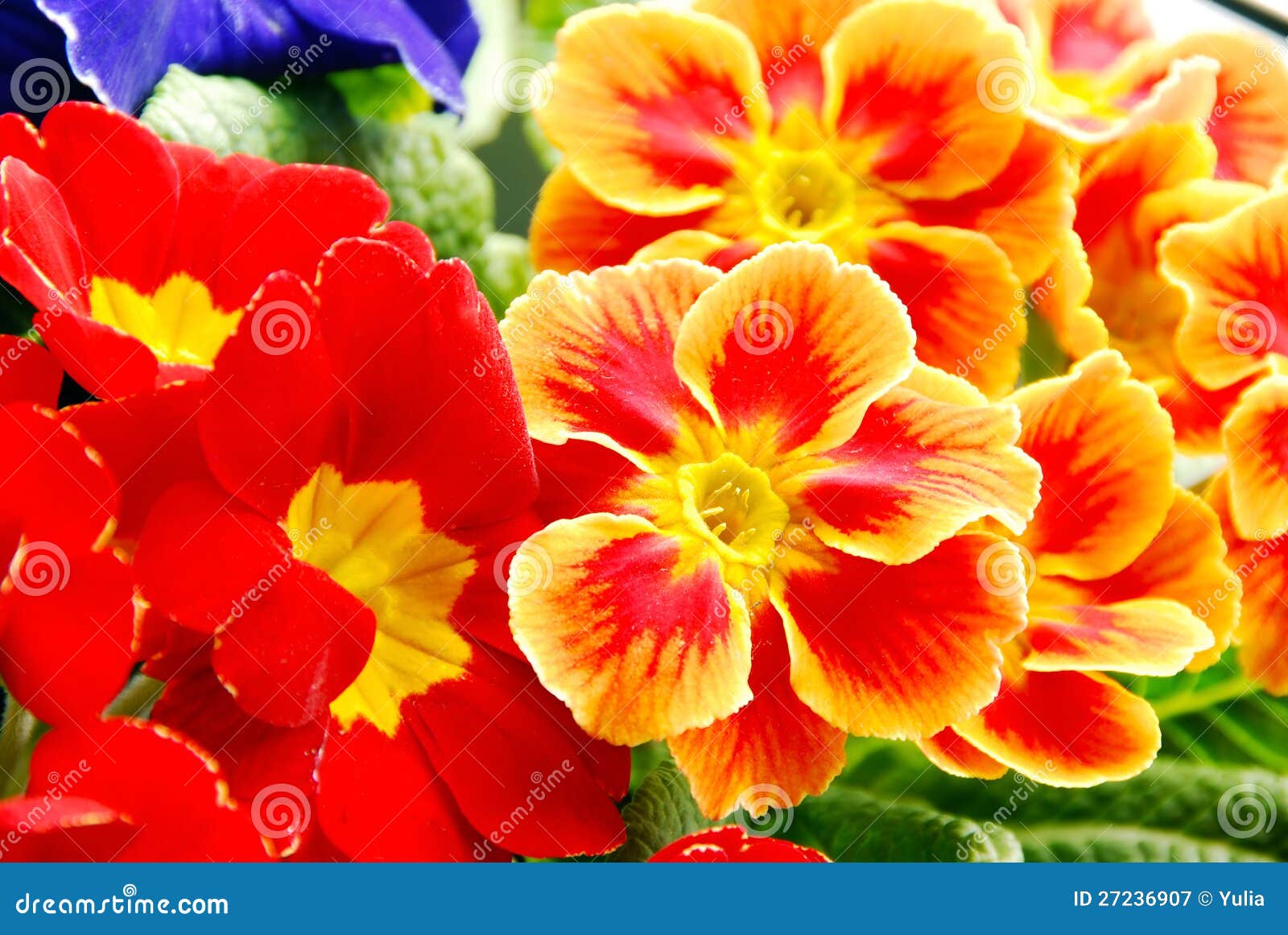 Primrose stock image. Image of plant, smell, seasonal - 27236907