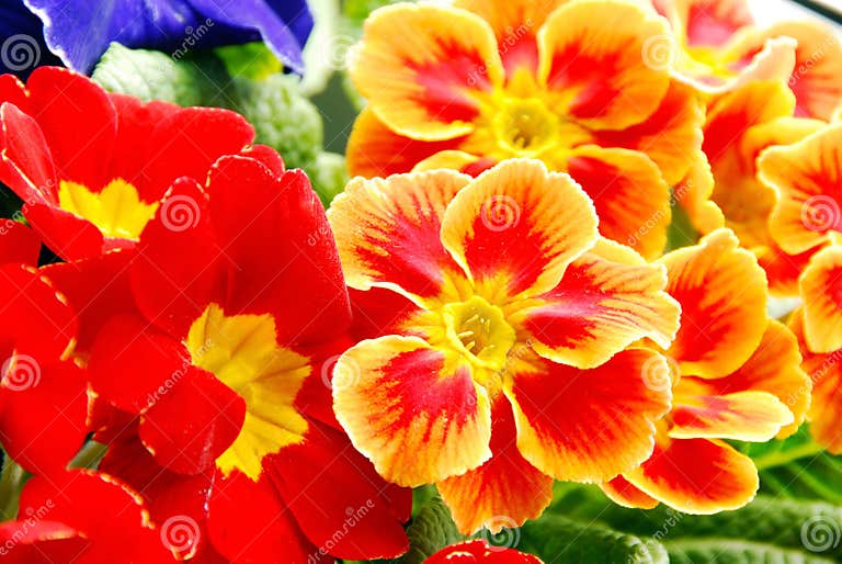 Primrose stock image. Image of plant, smell, seasonal - 27236907
