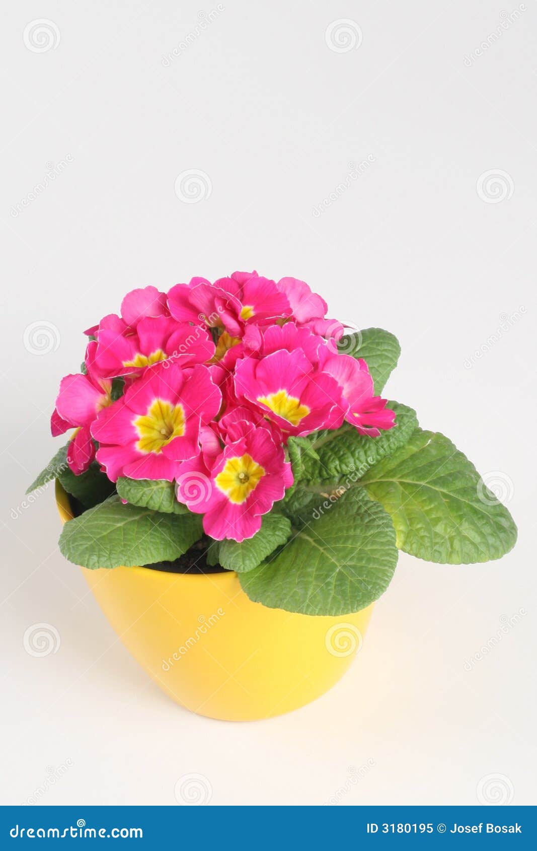Primrose stock image. Image of pink, spring, nature, herb - 3180195