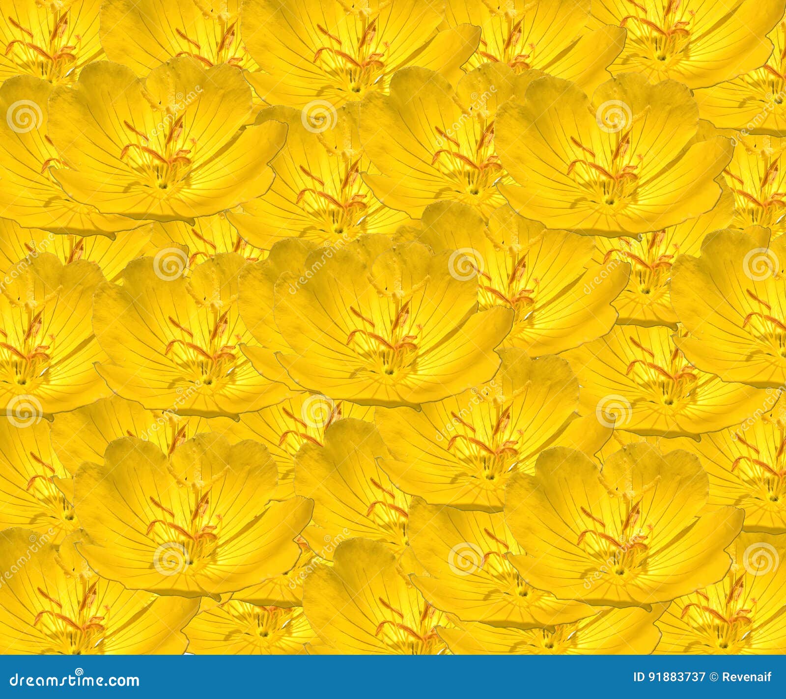 Primrose Angle Pattern Stock Image | CartoonDealer.com #91883737