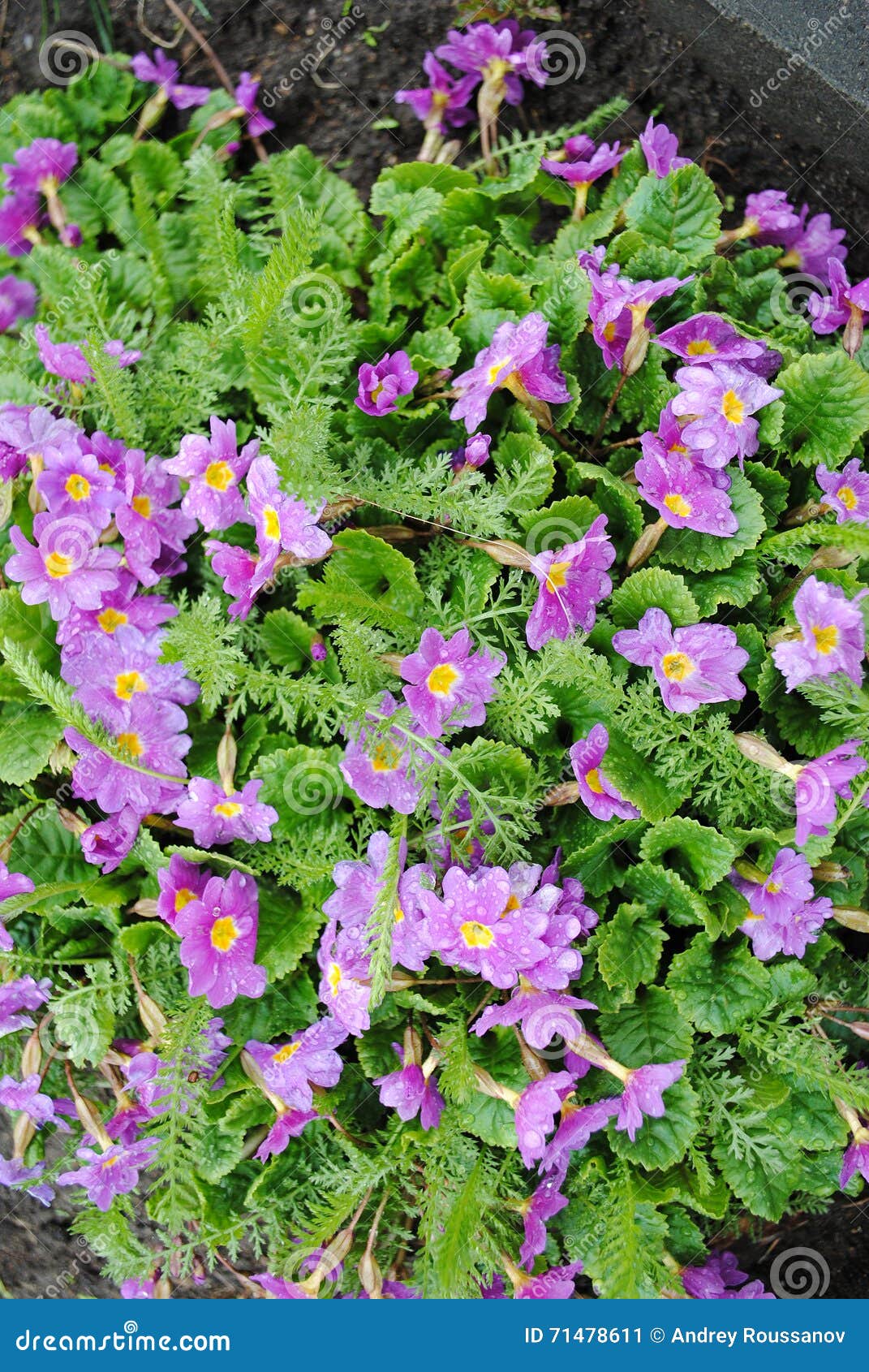 Primrose, Violet Flowers On Green Background Royalty-Free Stock ...