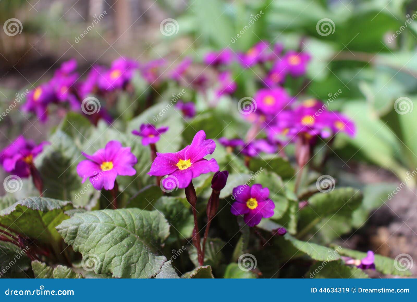 Primrose stock image. Image of flowers, sunshine, nature - 44634319