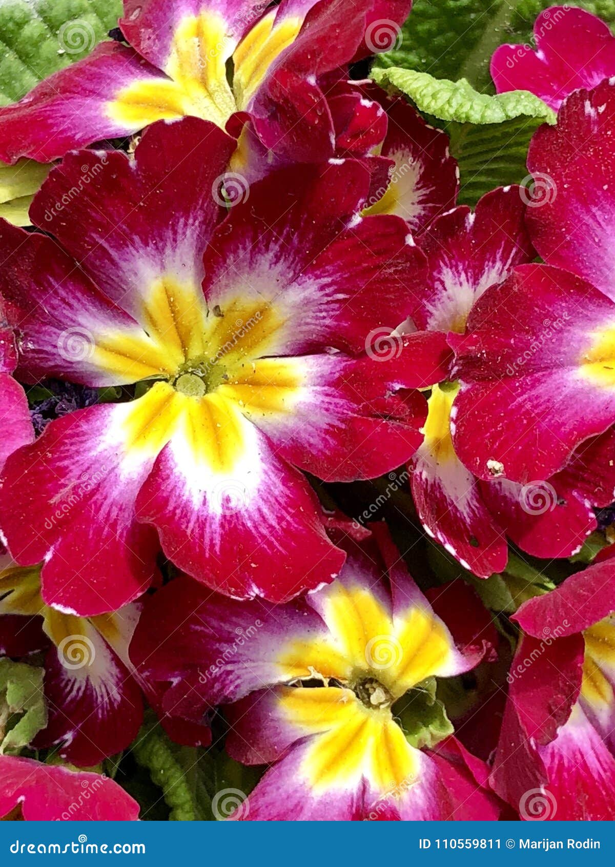 Primrose beauty stock image. Image of green, multicolored - 110559811