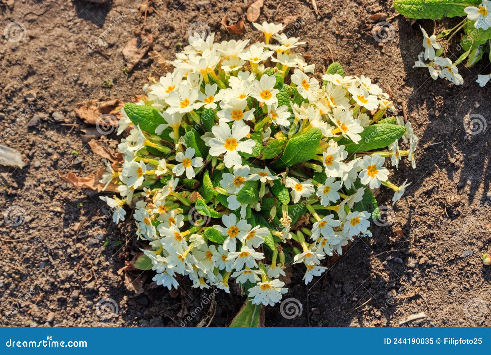 Primula stock image. Image of flowers, flower, wildflower - 244190035