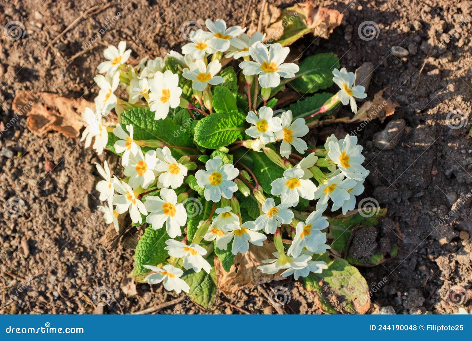 Primula stock photo. Image of spring, landscape, fresh - 244190048