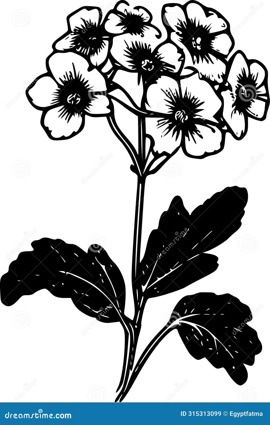 Primrose - Black and White Vector Illustration Stock Vector ...