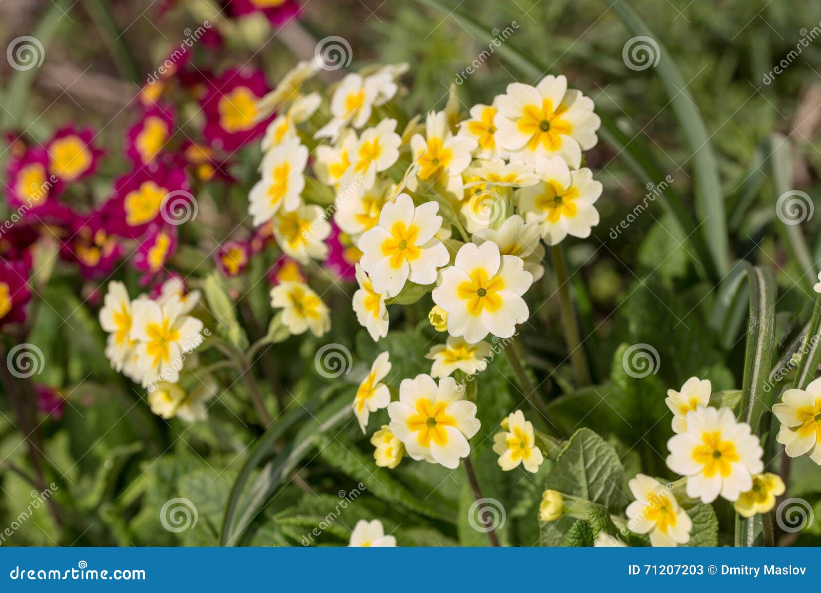 Primrose Blooming in Spring Stock Image - Image of nature, blooming ...