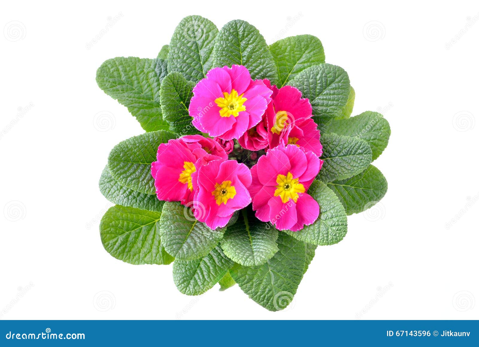 Primrose stock photo. Image of bright, primula, white - 67143596