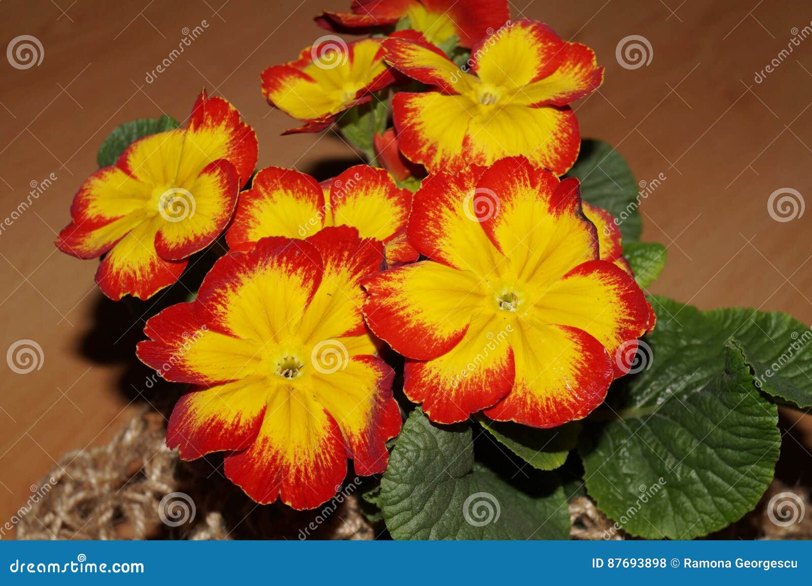 Primrose stock photo. Image of floral, seasonal, primrose - 87693898