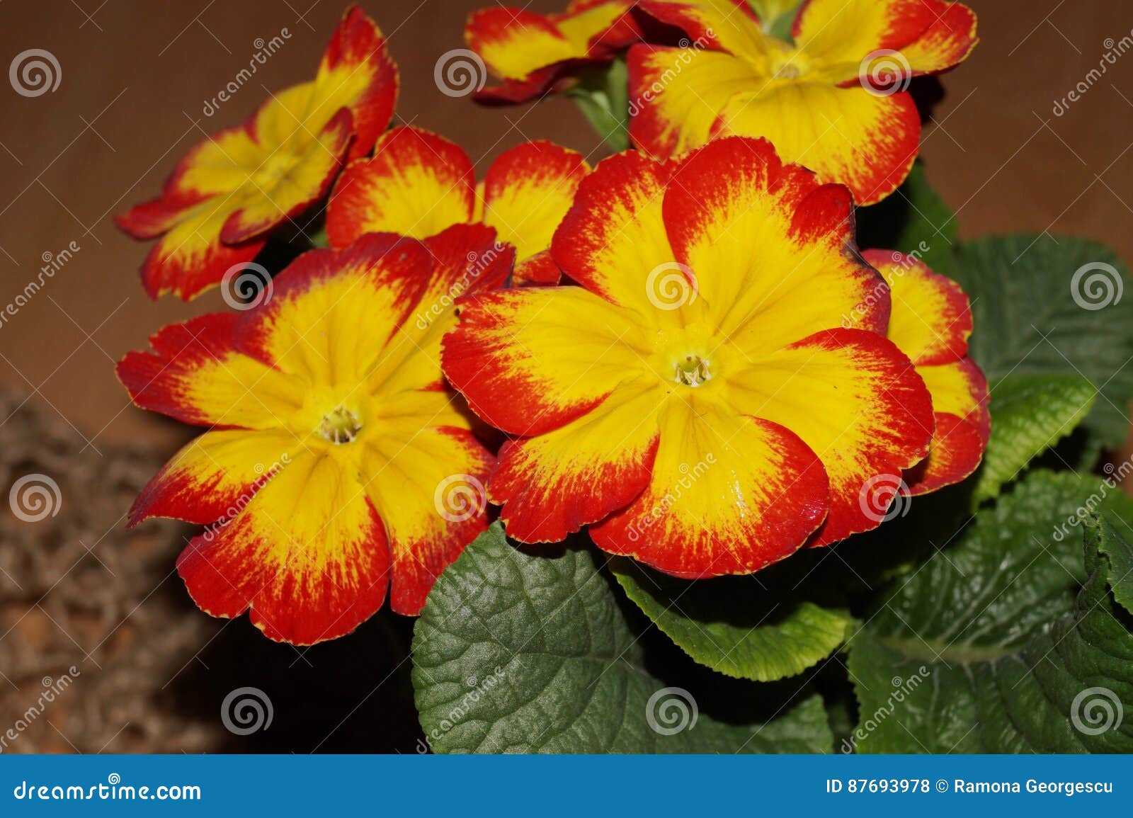 Primrose stock photo. Image of delicate, flowers, bouquet - 87693978
