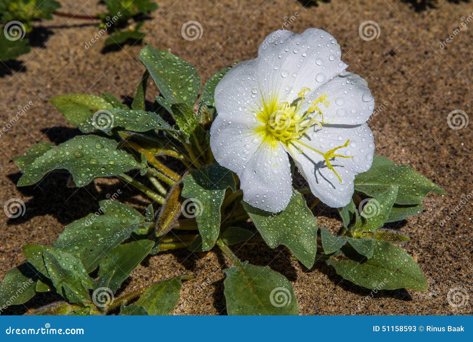 Primrose stock image. Image of evening, yellow, plant - 51158593