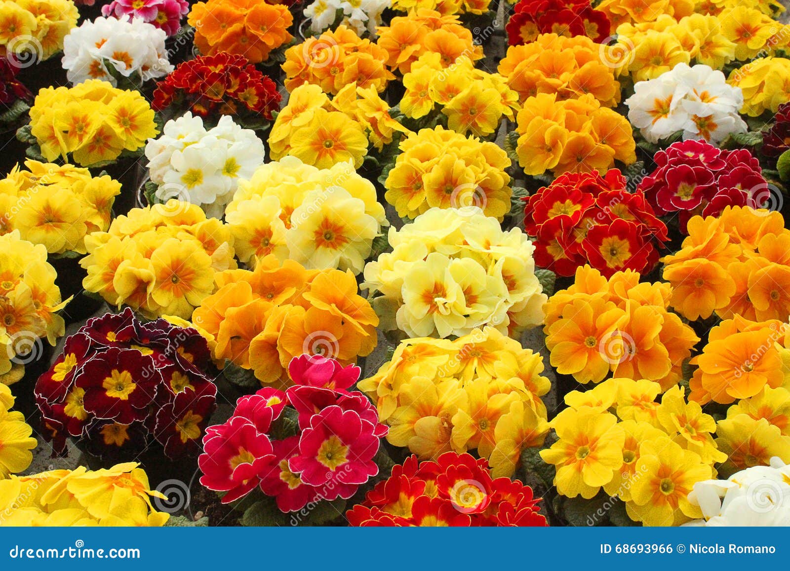 Primrose of Different Colors Stock Photo - Image of colors, petals ...