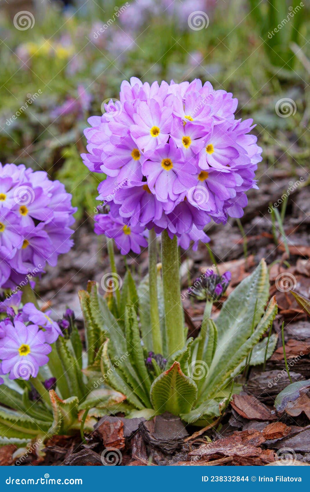 Primrose. Early Spring Flowers. the First Spring Flowers Stock Photo ...