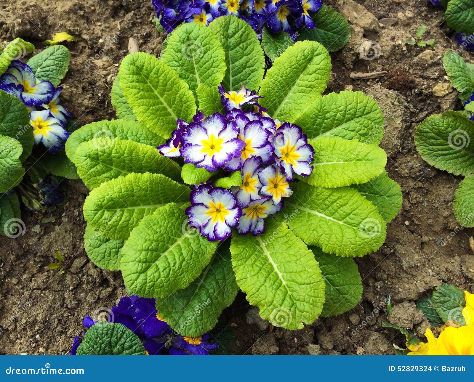 Primrose Flower on Bed in Garden Stock Photo - Image of green, flower ...