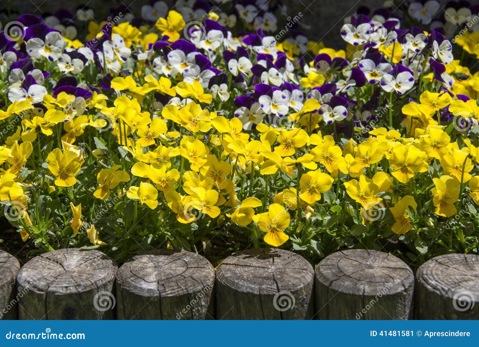 Primrose flower bed stock image. Image of colorful, soft - 41481581